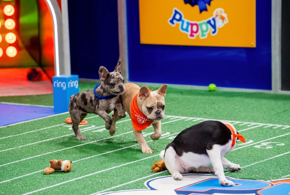 Who Won the Puppy Bowl 2025? – Puppy Sphere