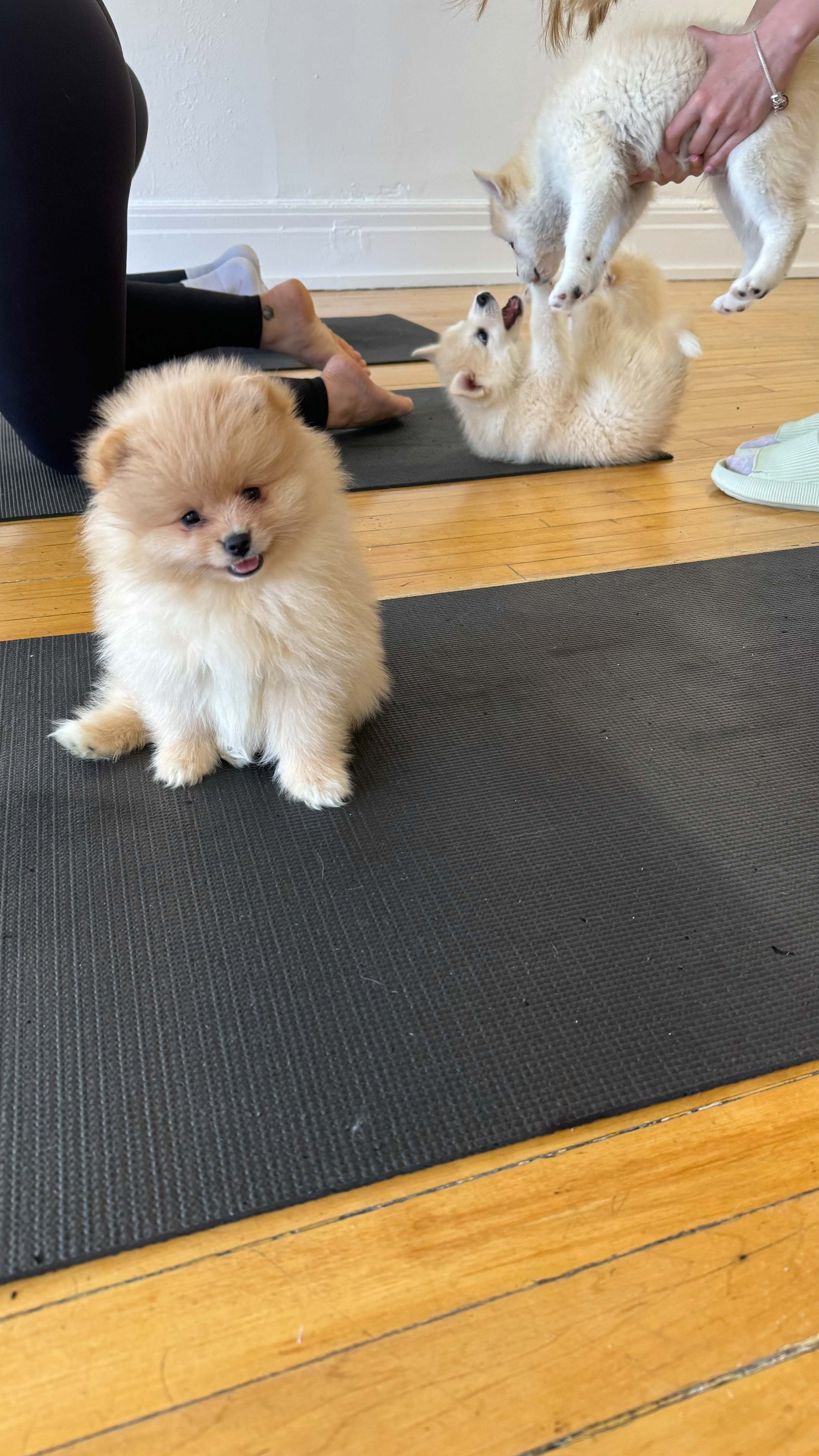 Wellness Puppy Yoga | Montréal – Puppy Sphere