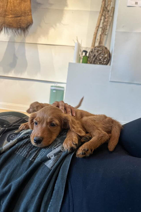 The Puppysphere - Puppy Yoga Studio