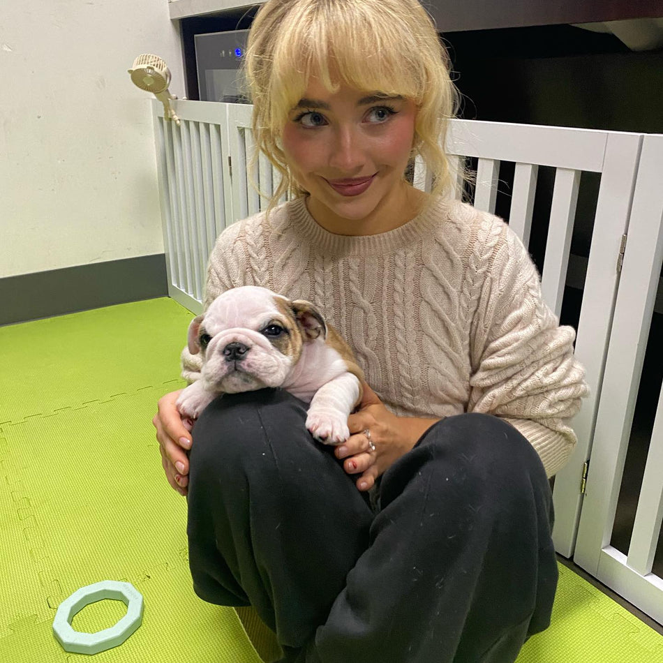 Puppy Yoga Chicago | West Town – Puppy Sphere